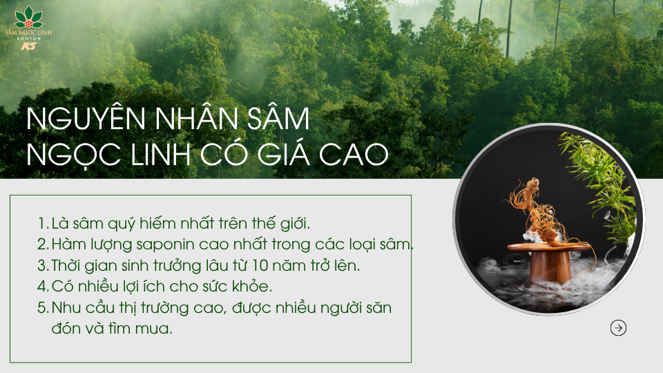 [Cập nhật 2025] Giá sâm Ngọc Linh mới nhất. Mua ở đâu uy tín?